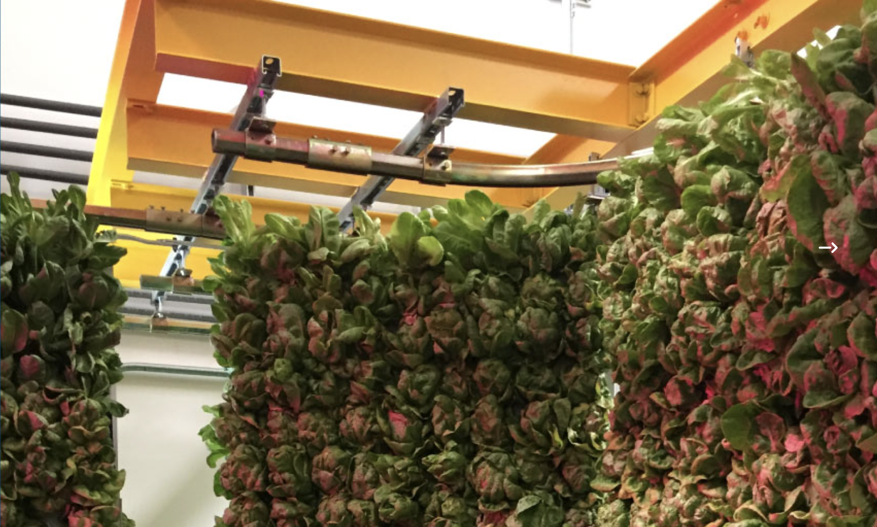 Overhead Conveyor Solutions for Vertical Farming